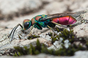 Chrysididae – Les carnets nature de Jessica