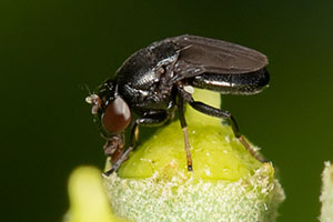 Ephydridae - Les carnets nature de Jessica - Photographie et ...