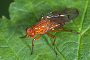 Dryomyzidae - Les carnets nature de Jessica - Photographie et ...