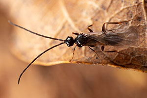 Embolemidae - Les carnets nature de Jessica - Photographie et ...