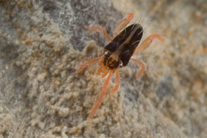 Eupodidae – Les carnets nature de Jessica