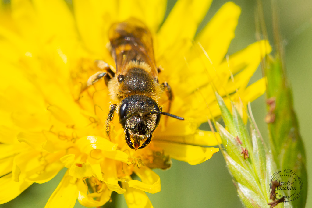 Halicte de la scabieuse (Halictus scabiosae) - Les carnets nature de ...