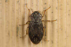 Hydrophilidae - Les carnets nature de Jessica - Photographie et ...