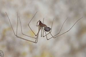 Leptonetidae - Les carnets nature de Jessica - Photographie et ...
