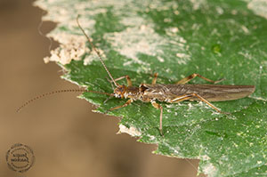 Leuctridae - Les carnets nature de Jessica - Photographie et ...