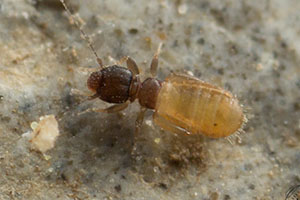 Liposcelididae - Les carnets nature de Jessica - Photographie et ...