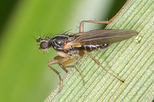 Lonchopteridae - Les carnets nature de Jessica - Photographie et ...