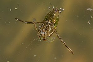 Notonectidae - Les carnets nature de Jessica - Photographie et ...