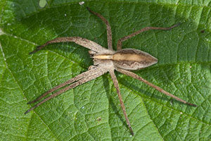 Pisauridae - Les carnets nature de Jessica - Photographie et ...