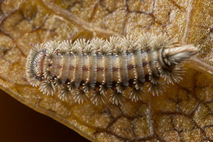 Polyxenida – Les carnets nature de Jessica