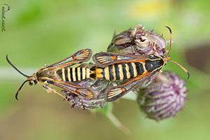 Sesiidae - Les carnets nature de Jessica - Photographie et illustration ...
