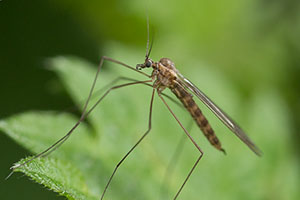Trichoceridae - Les carnets nature de Jessica - Photographie et ...