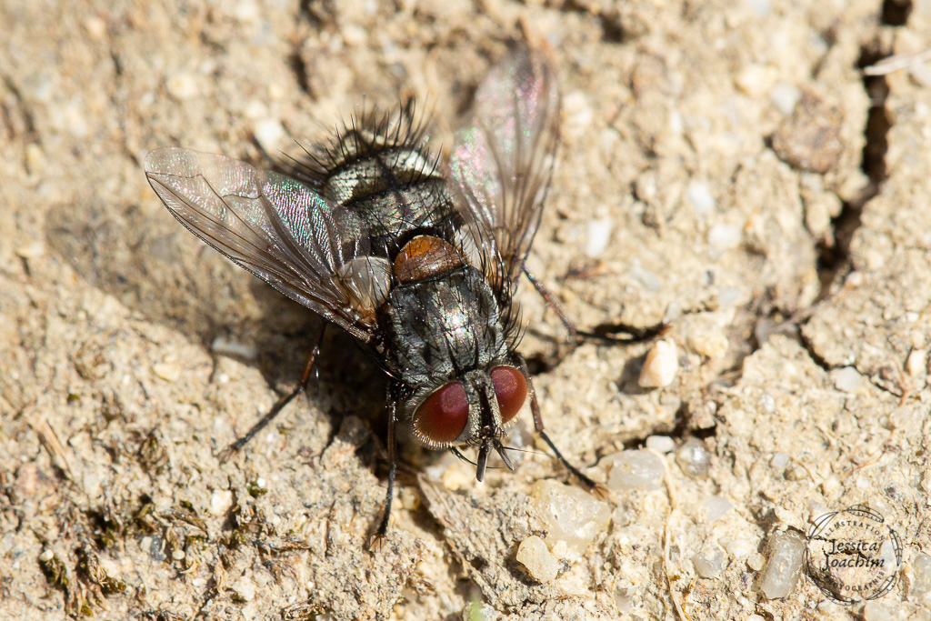 Carcelia sp - Les carnets nature de Jessica - Photographie et ...