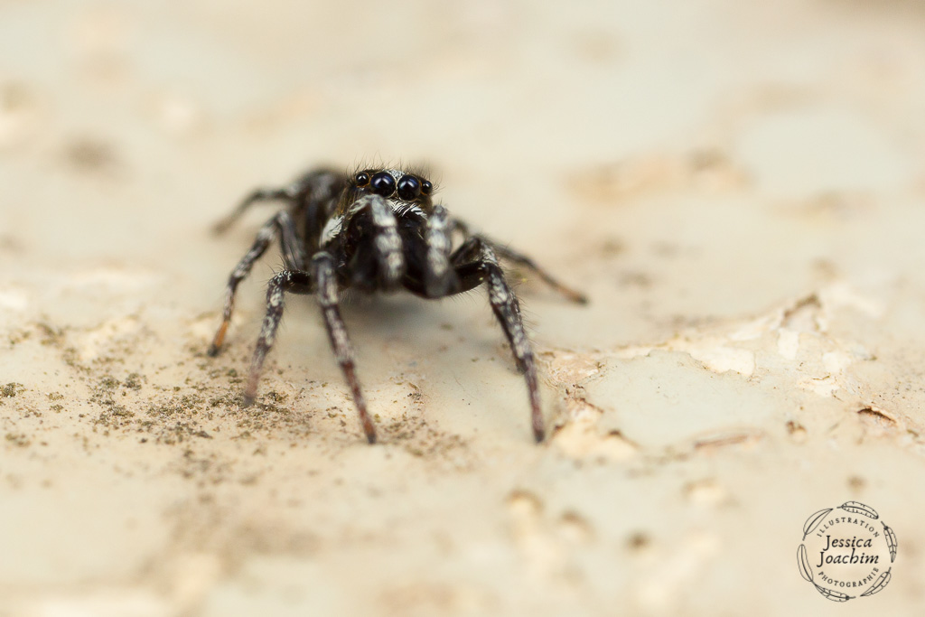 Salticus scenicus - Les carnets nature de Jessica - Photographie et ...