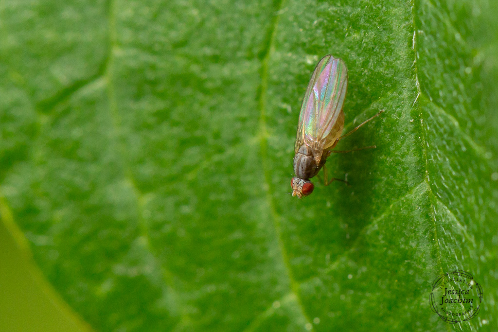 Scaptomyza pallida - Les carnets nature de Jessica - Photographie et ...
