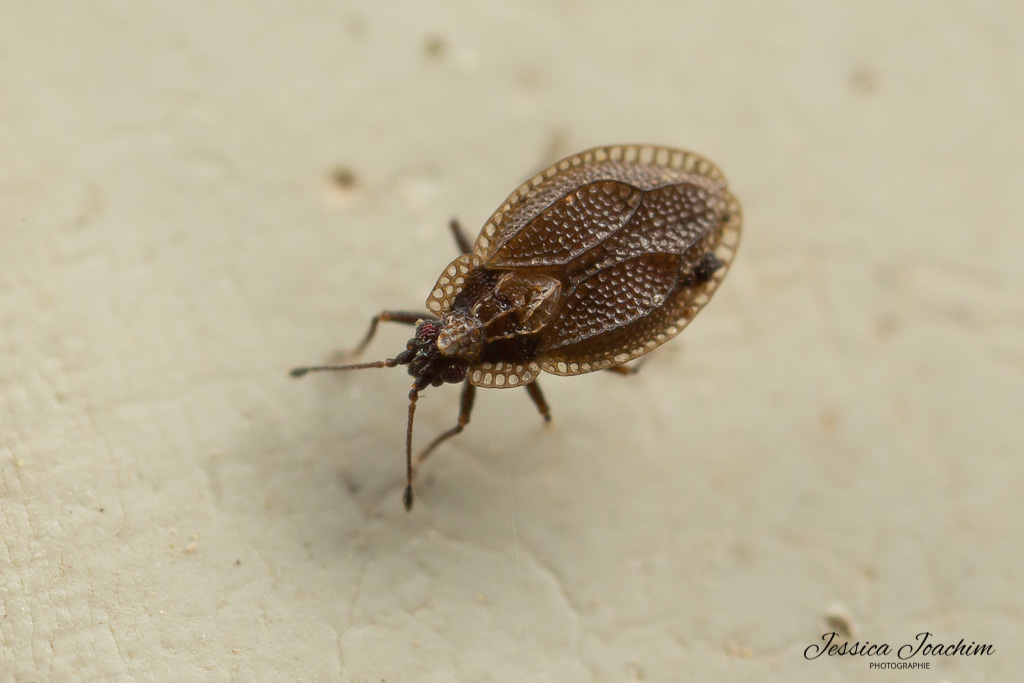 Acalypta parvula - Les carnets nature de Jessica - Photographie et ...