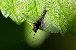 Caenidae - Les carnets nature de Jessica - Photographie et illustration ...