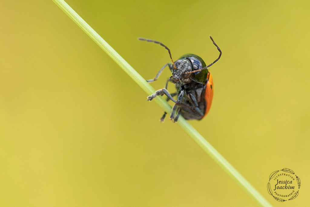 Cryptocéphale à deux points (Cryptocephalus bipunctatus) - Les carnets ...
