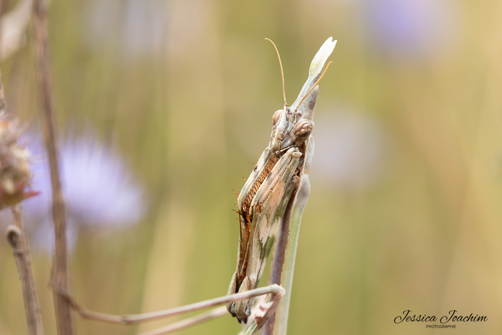 Empuse commune (Empusa pennata) - Les carnets nature de Jessica