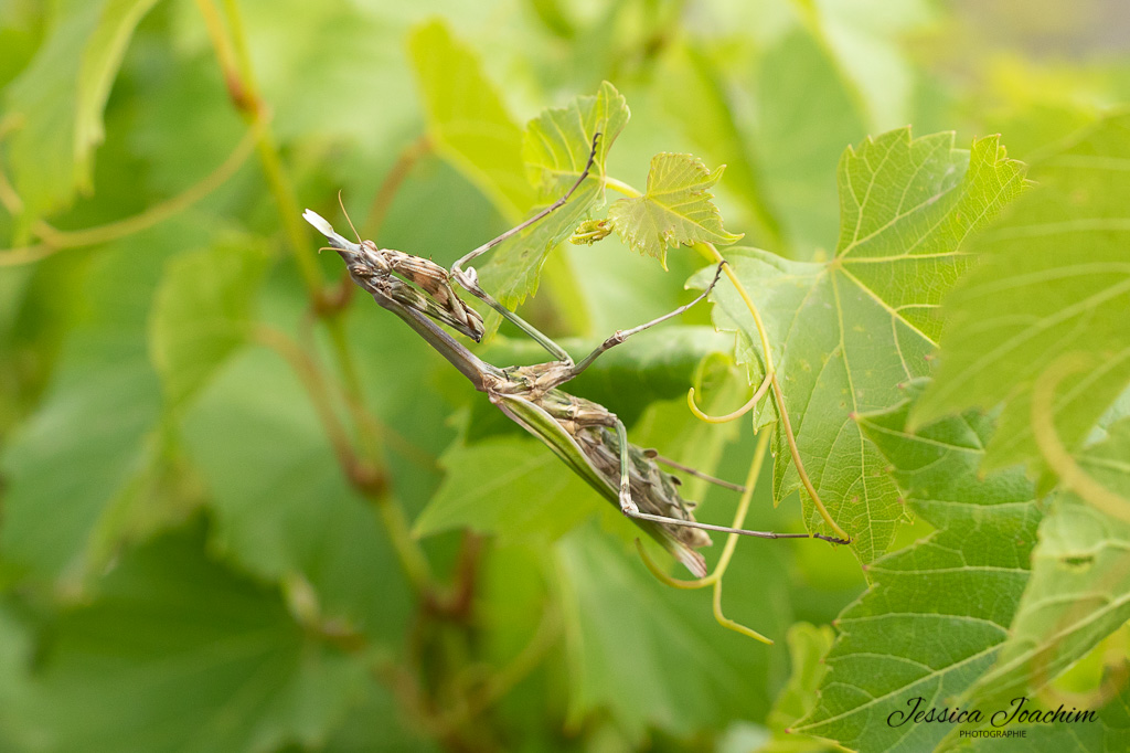 Empuse commune (Empusa pennata) - Les carnets nature de Jessica