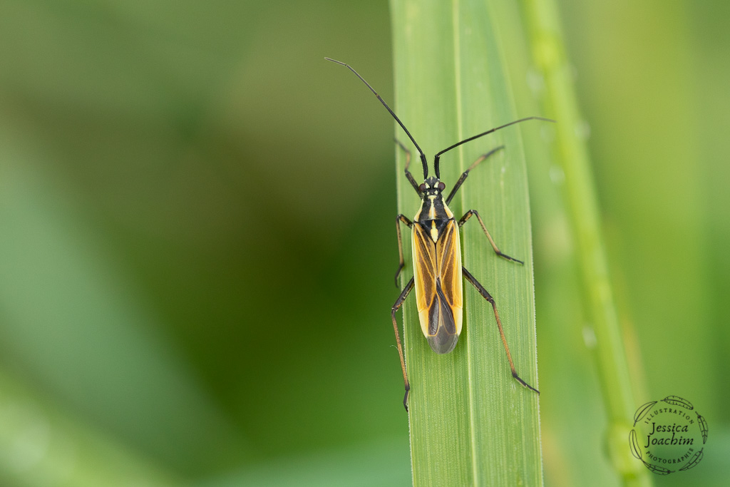 Leptopterna dolabrata - Les carnets nature de Jessica - Photographie et ...