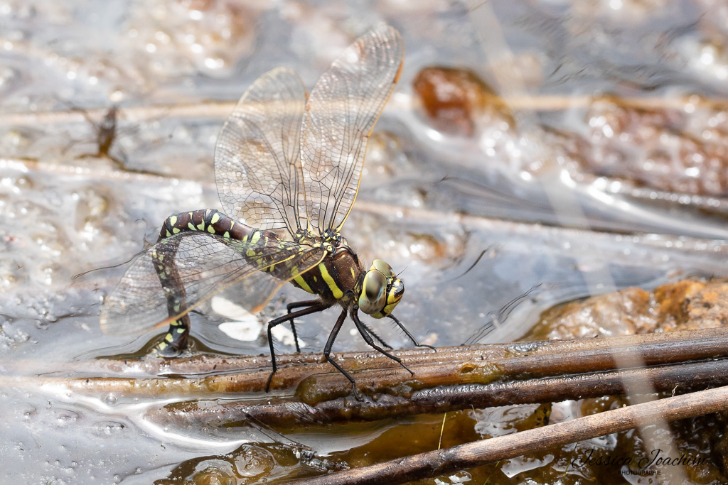 Aeschne des joncs (Aeshna juncea) - Les carnets nature de Jessica ...
