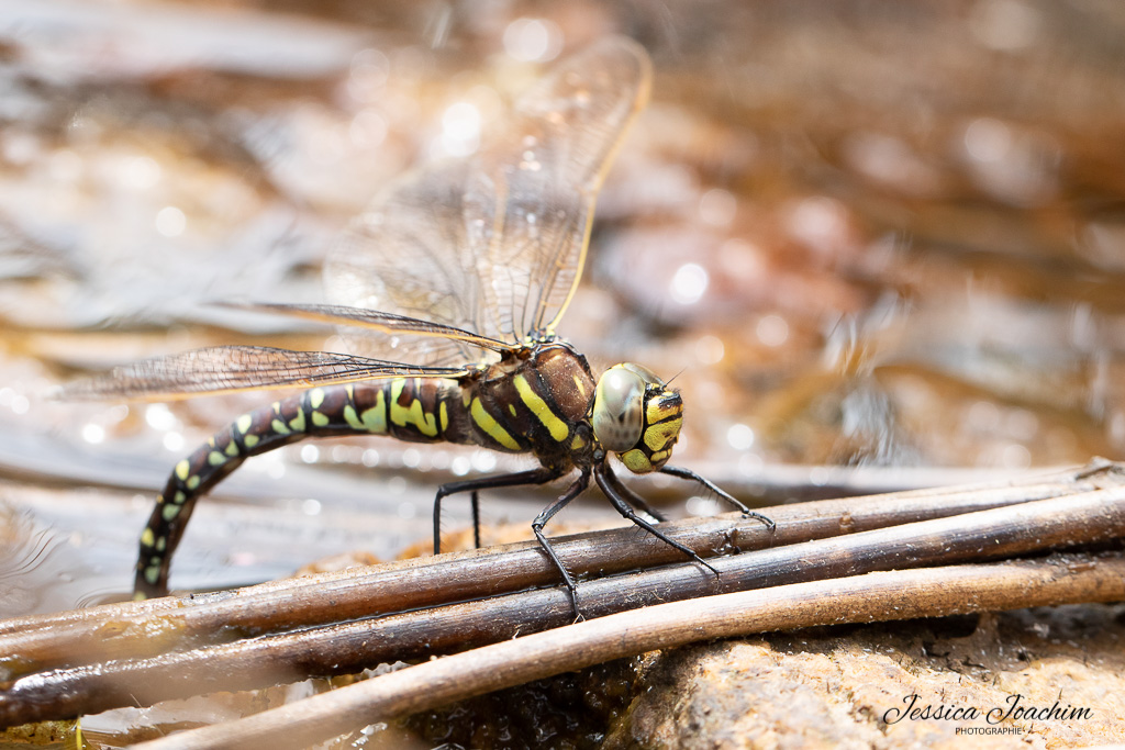 Aeschne des joncs (Aeshna juncea) - Les carnets nature de Jessica ...