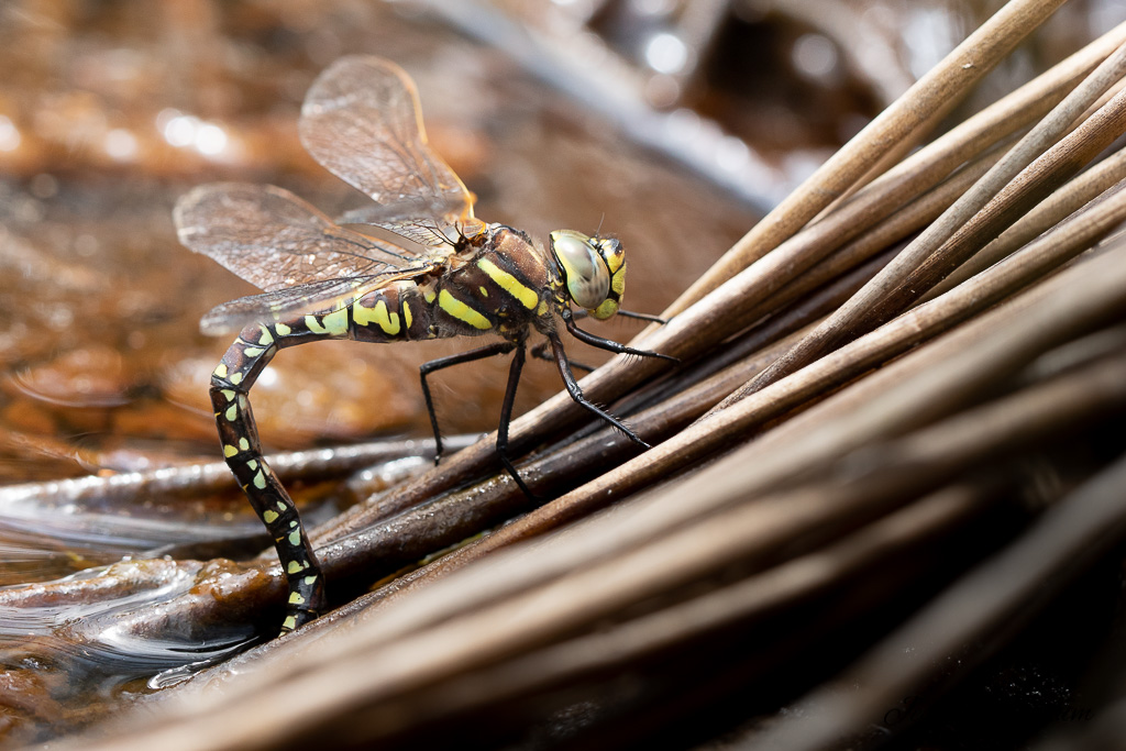 Aeschne des joncs (Aeshna juncea) - Les carnets nature de Jessica ...