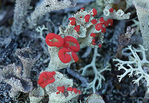 Cladoniaceae - Les carnets nature de Jessica