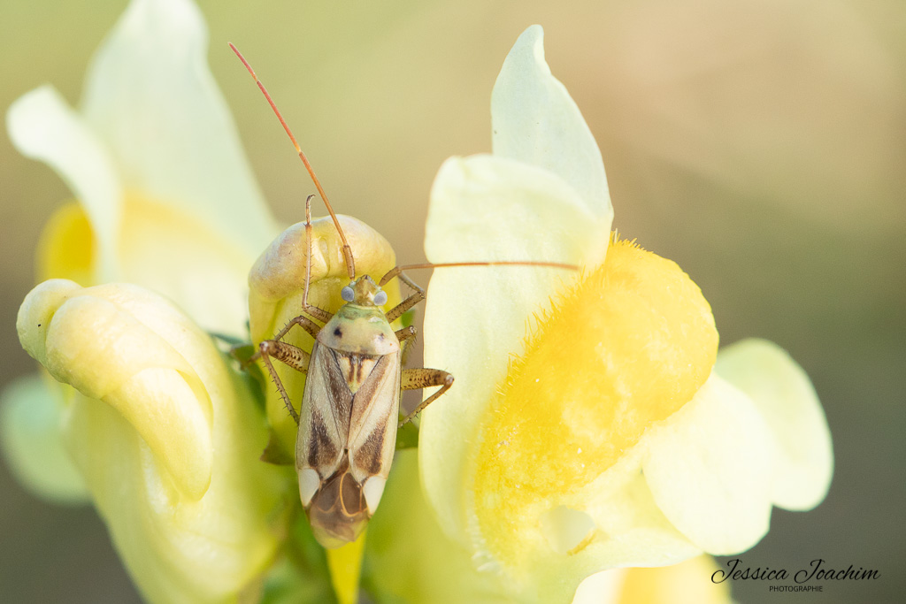 Adelphocoris lineolatus - Les carnets nature de Jessica - Photographie ...