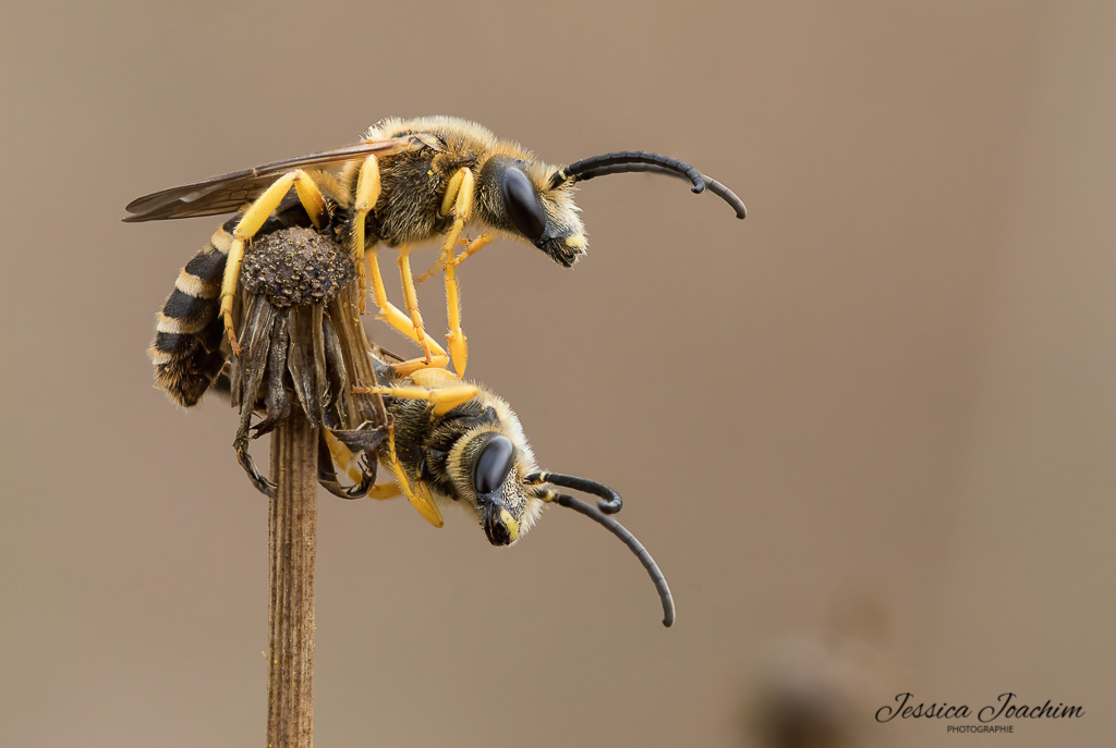 Halicte de la scabieuse (Halictus scabiosae) - Les carnets nature de ...