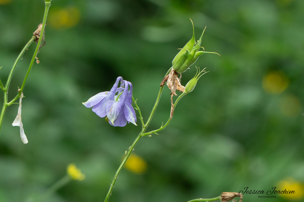 Ancolie commune (Aquilegia vulgaris) - Les carnets nature de Jessica ...