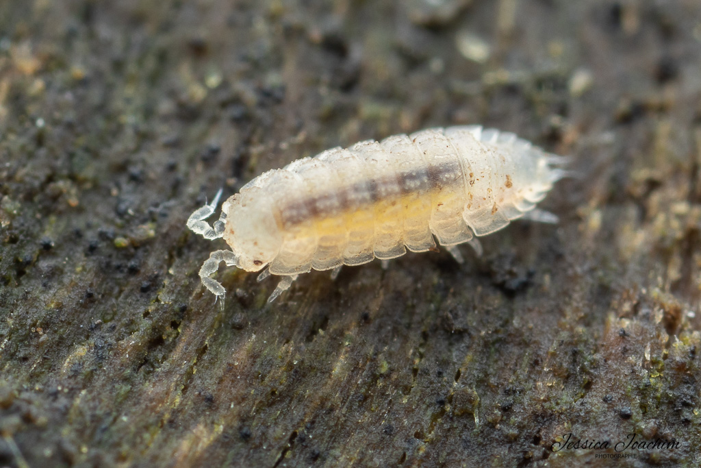 Haplophthalmus danicus - Les carnets nature de Jessica - Photographie ...