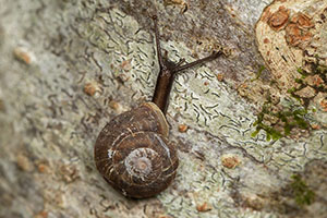 Helicidae - Les carnets nature de Jessica
