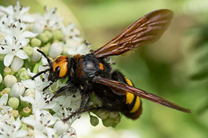 Scoliidae - Les carnets nature de Jessica - Photographie et ...