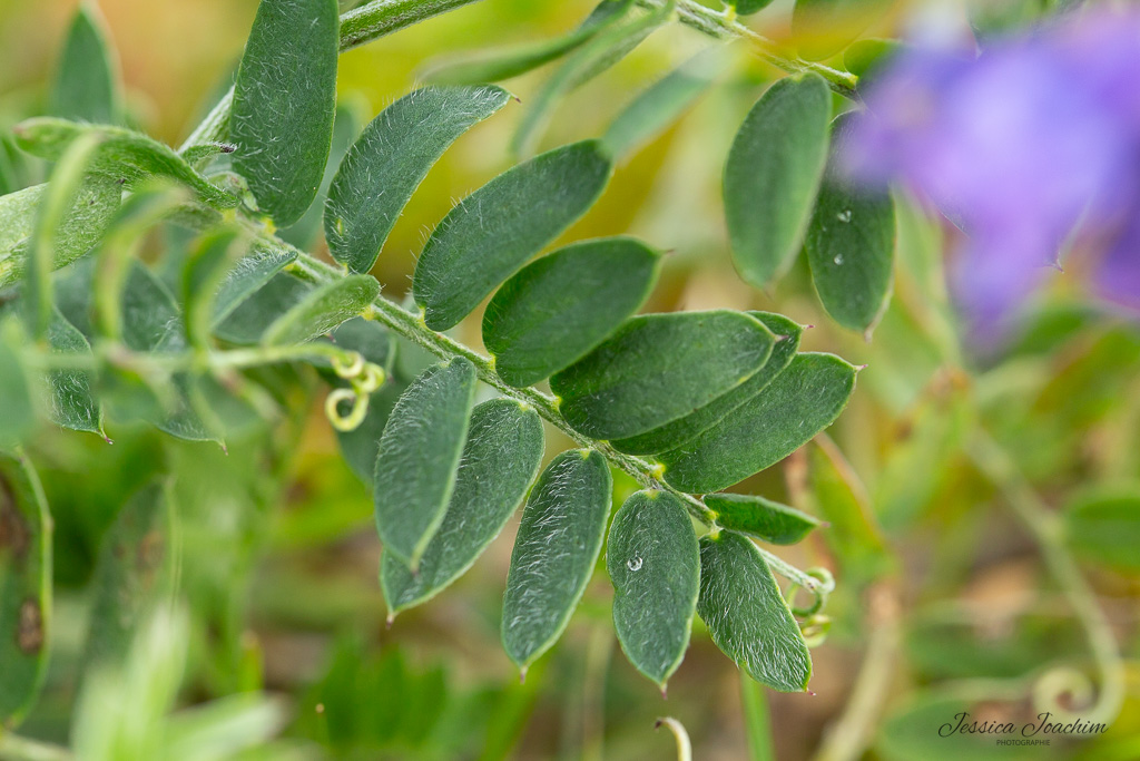 Vesce de Cracovie (Vicia cracca) - Les carnets nature de Jessica ...