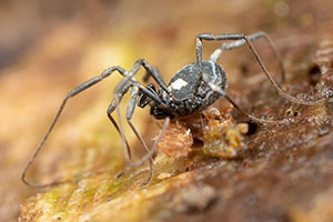 Nemastomatidae - Les carnets nature de Jessica - Photographie et ...