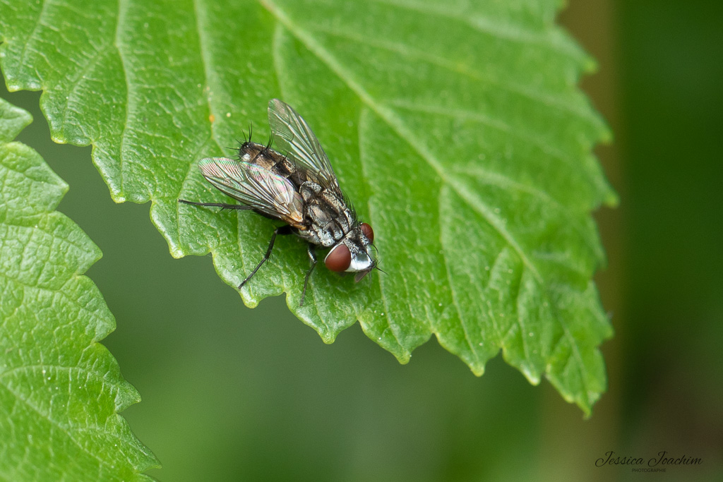 Metopia sp - Les carnets nature de Jessica - Photographie et ...