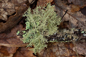 Usnea sp - Les carnets nature de Jessica - Photographie et illustration ...