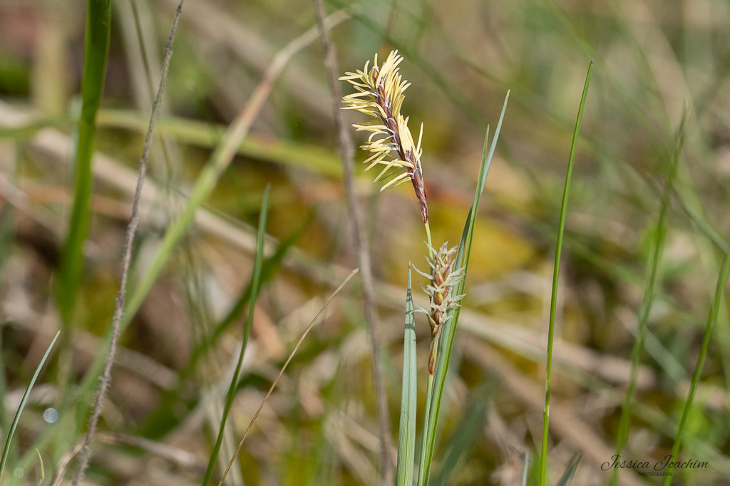 Laîche glauque (Carex flacca) - Les carnets nature de Jessica ...