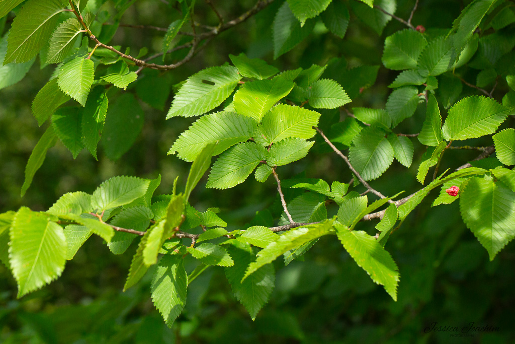 Orme champêtre (Ulmus minor) - Les carnets nature de Jessica ...