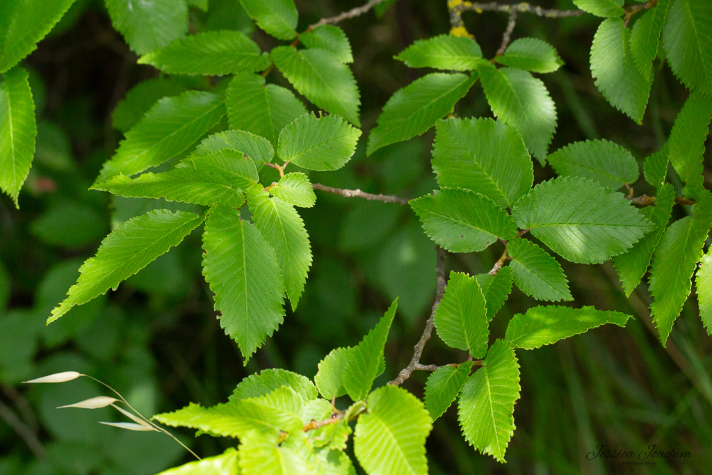 Orme champêtre (Ulmus minor) - Les carnets nature de Jessica ...