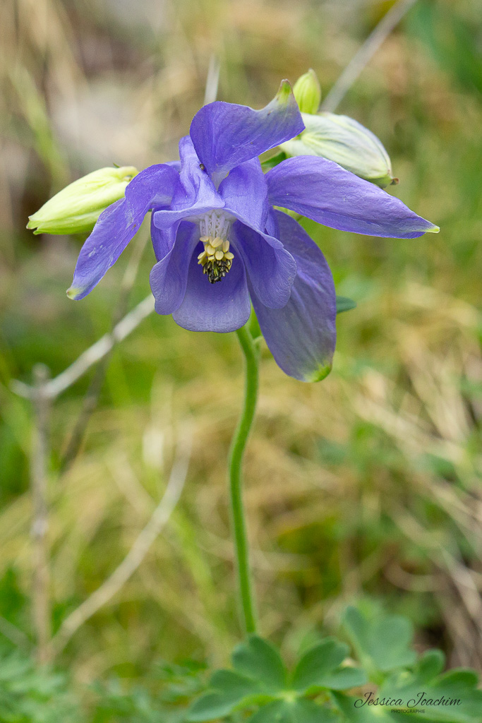 Ancolie commune (Aquilegia vulgaris) - Les carnets nature de Jessica ...