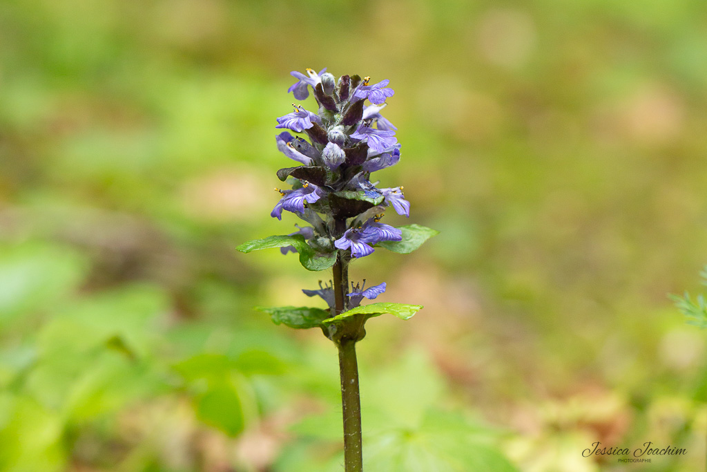 Bugle rampante (Ajuga reptans) - Les carnets nature de Jessica ...