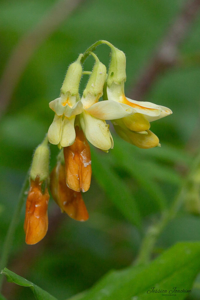 Gesse jaune (Lathyrus ochraceus) - Les carnets nature de Jessica ...