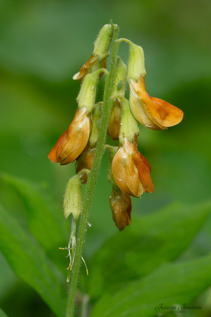 Gesse jaune (Lathyrus ochraceus) - Les carnets nature de Jessica ...