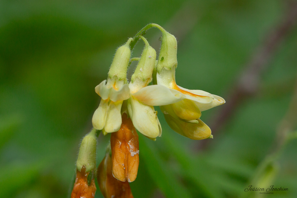 Gesse jaune (Lathyrus ochraceus) - Les carnets nature de Jessica ...