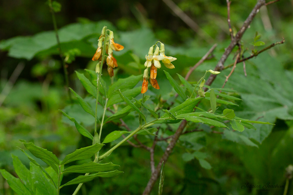 Gesse jaune (Lathyrus ochraceus) - Les carnets nature de Jessica ...