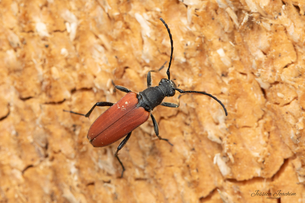 Lepture rouge sang (Anastrangalia sanguinolenta) - Les carnets nature ...