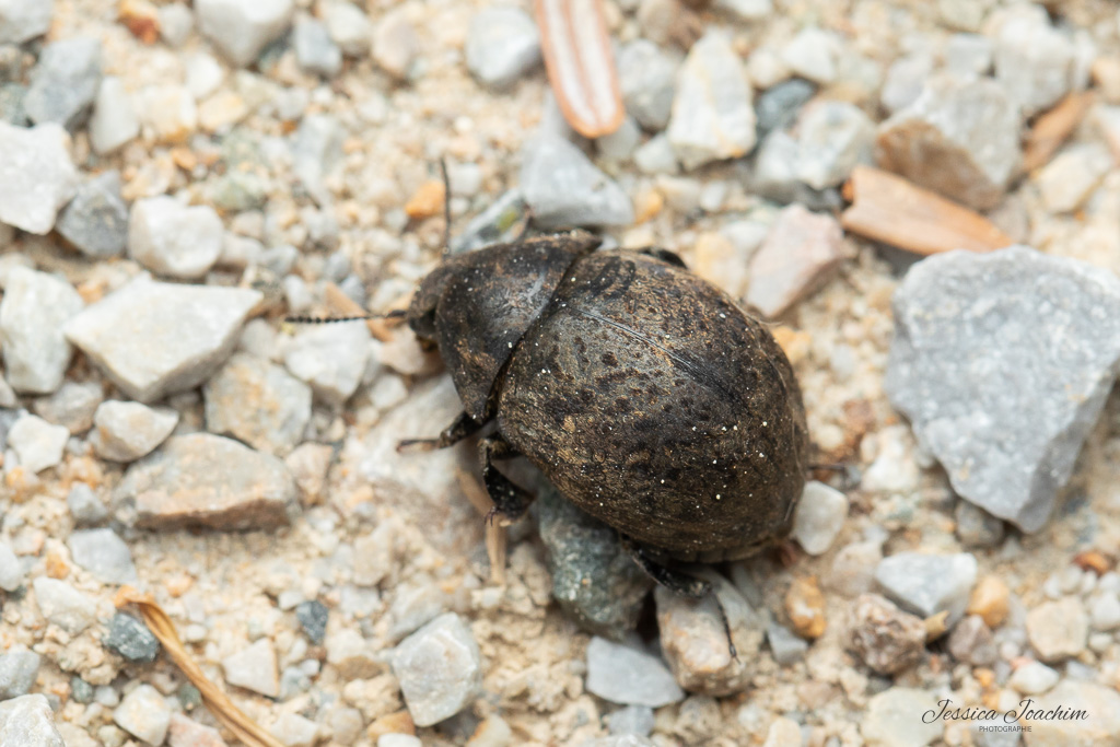 Byrrhidae - Les carnets nature de Jessica - Photographie et ...